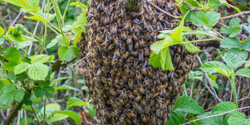 The swarm form