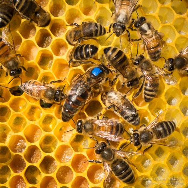 Swarm Prevention