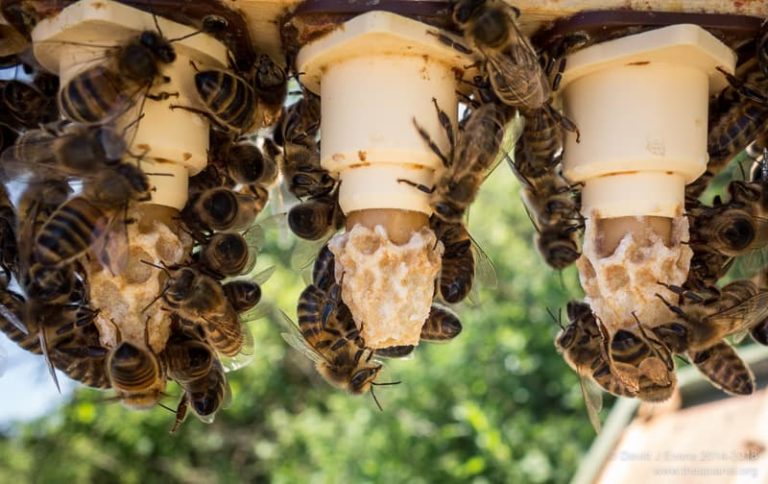 Cloake board queen rearing