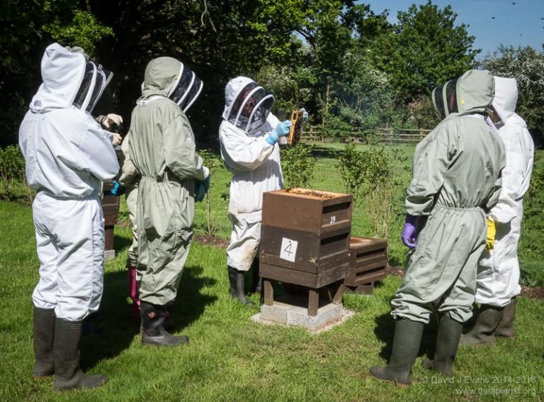 How to start beekeeping