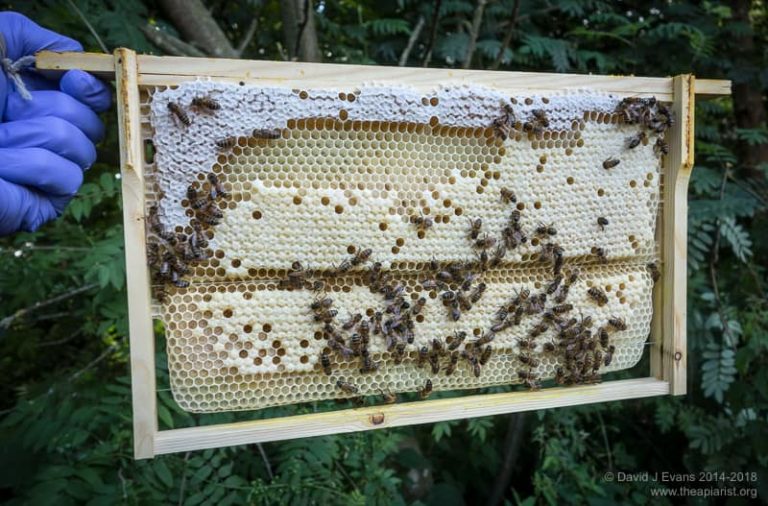 Foundationless frames reviewed