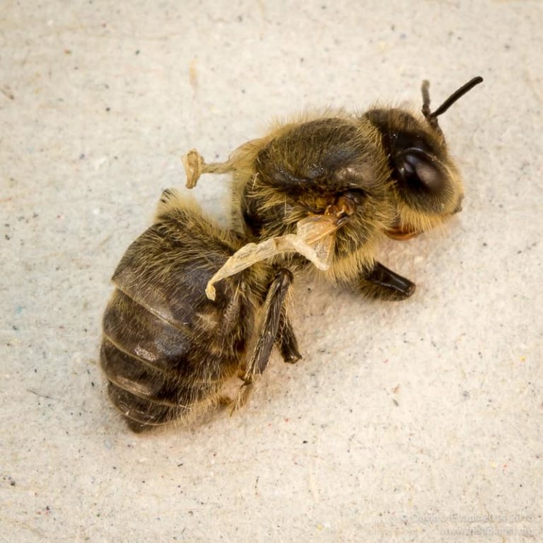 Rational Varroa control