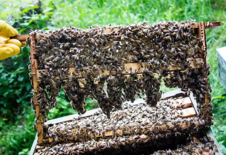 Cloake board queen rearing