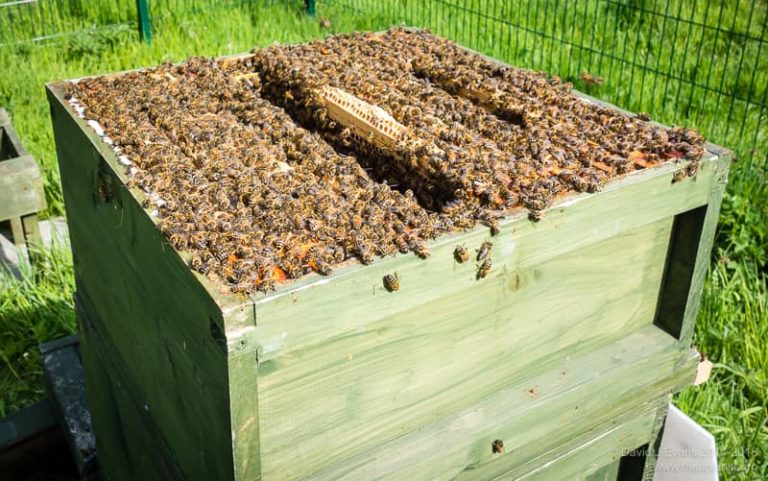 Cloake board queen rearing