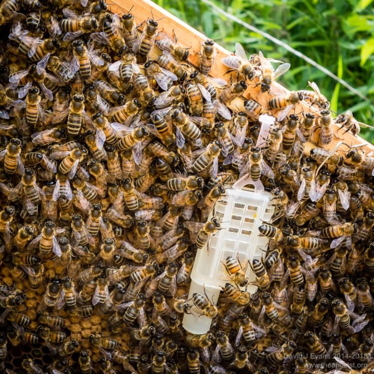 Queen introduction