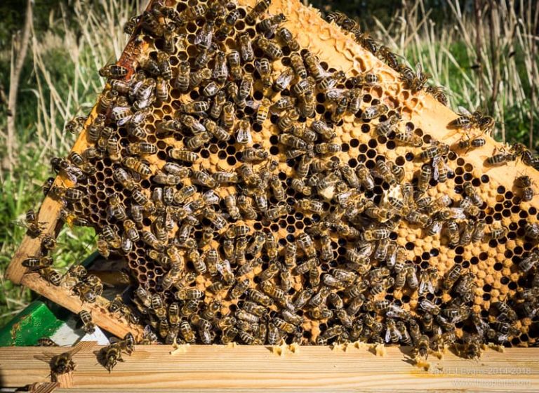 Principles of swarm control