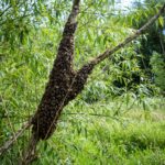 Bait hives, evolution & compromise