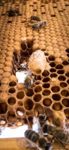 Queen cells ... don't panic!