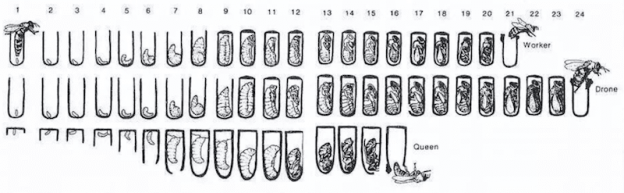 Demaree swarm control