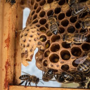 Principles of swarm control