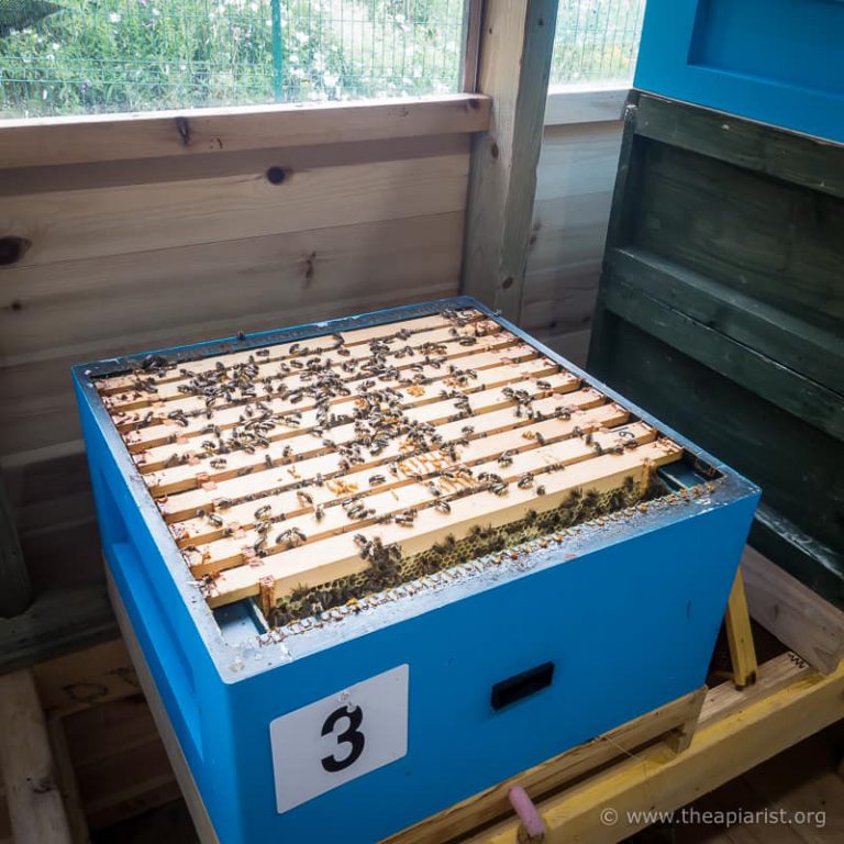 Teaching in the bee shed