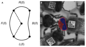 Barcoding bees
