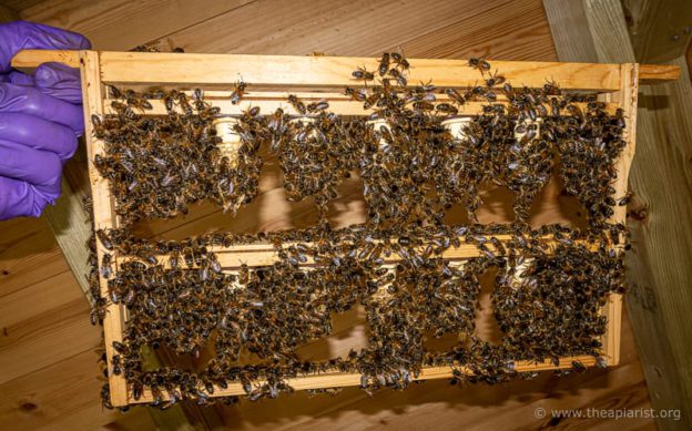 DIY queen cell incubator