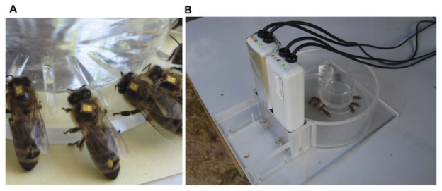 Queen mating flights