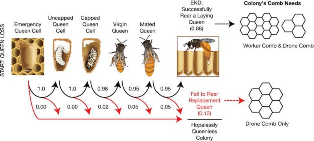 Queen rearing miscellany