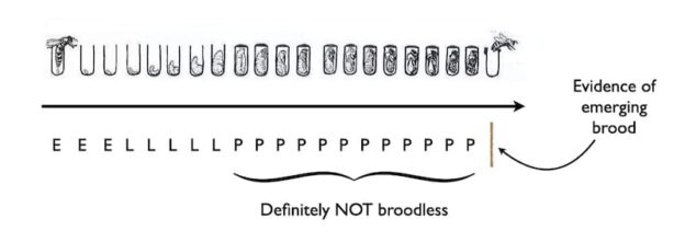 Broodless?