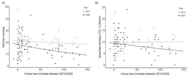 Too many honey bees (in town)?