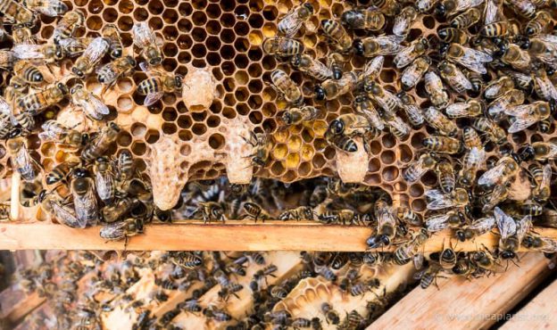 Brood in all stages