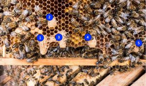 Queen cells ... quantity and quality